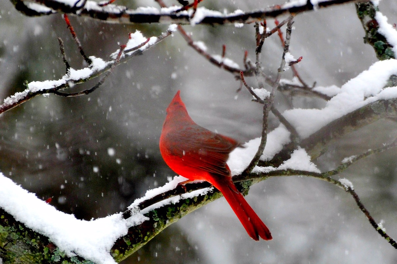 My Colette - Judy Dunagan